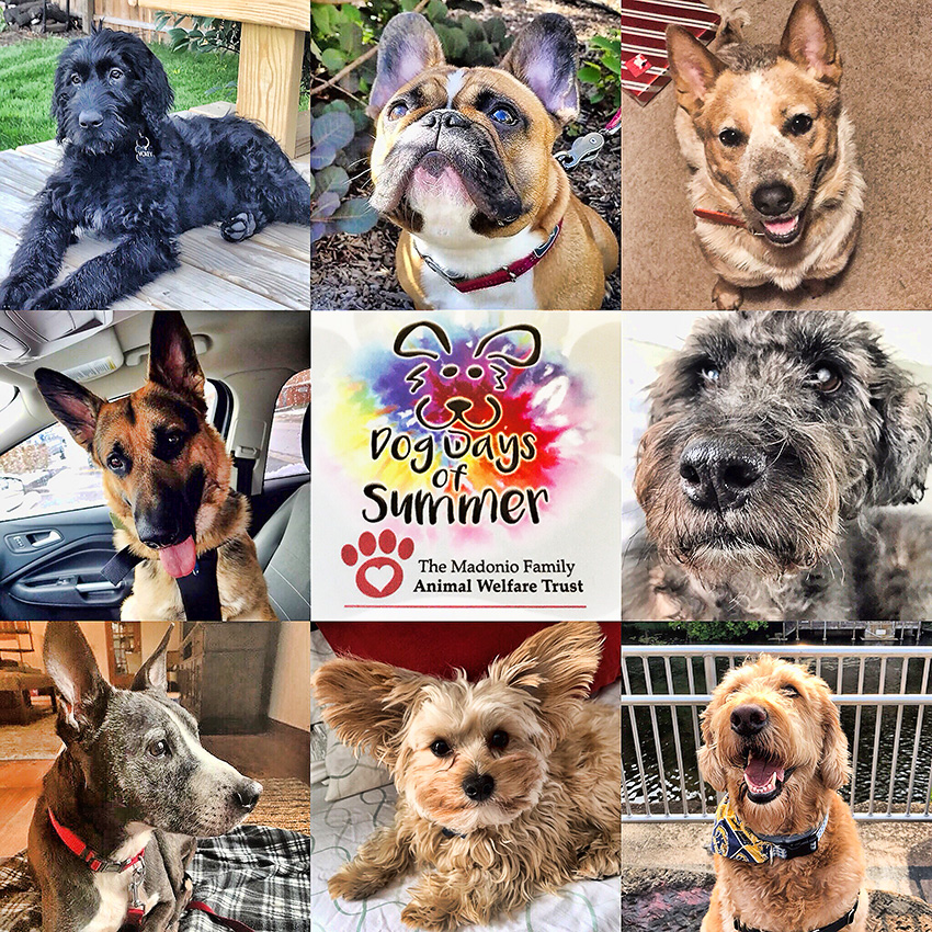 The Buddy Sessions Top Dog Contest