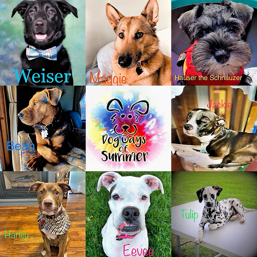 The Buddy Sessions Top Dog Contest