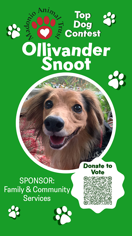 The Buddy Sessions Top Dog Contest